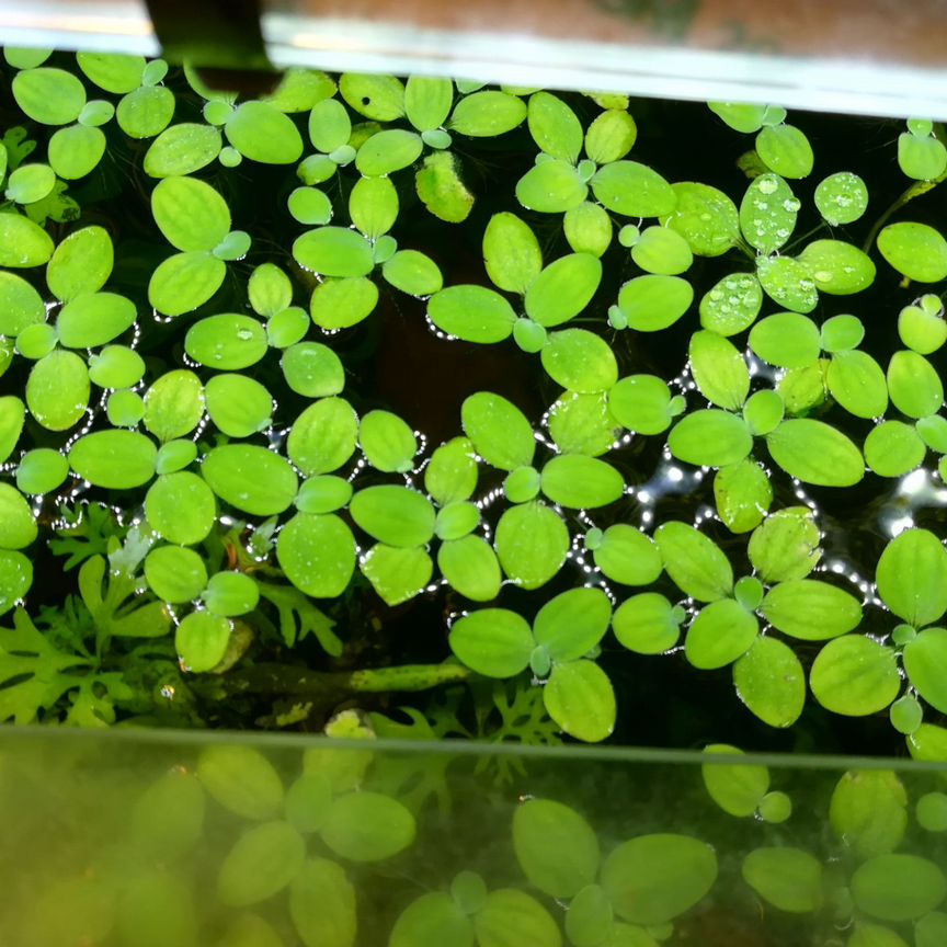 Пистия бесплатно