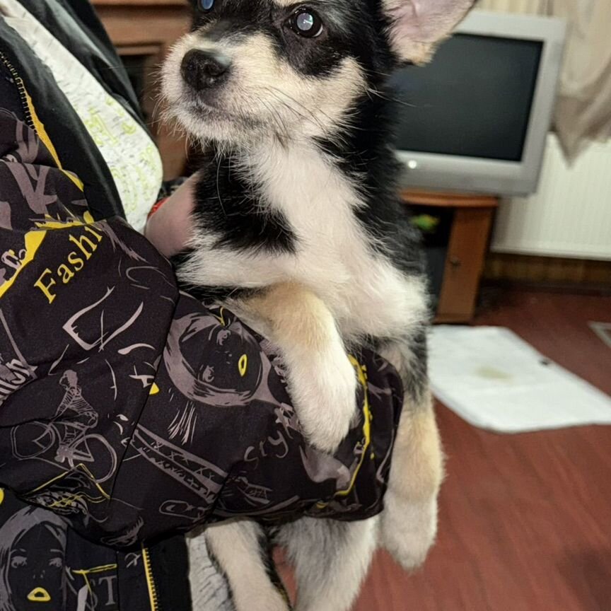 Щенок в добрые руки