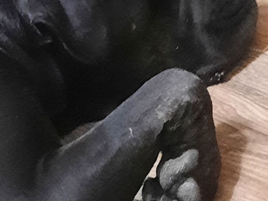 Кане Корсо девочка