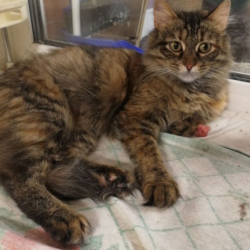 Взрослая, кошка в добрые руки