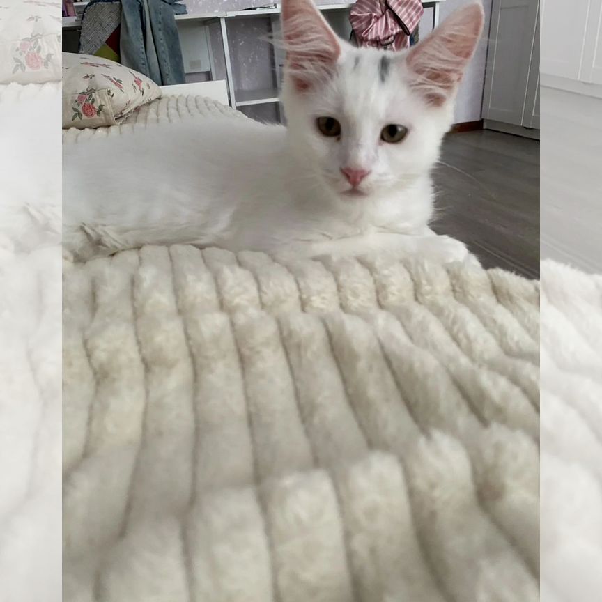 Мейн-кун котёнок