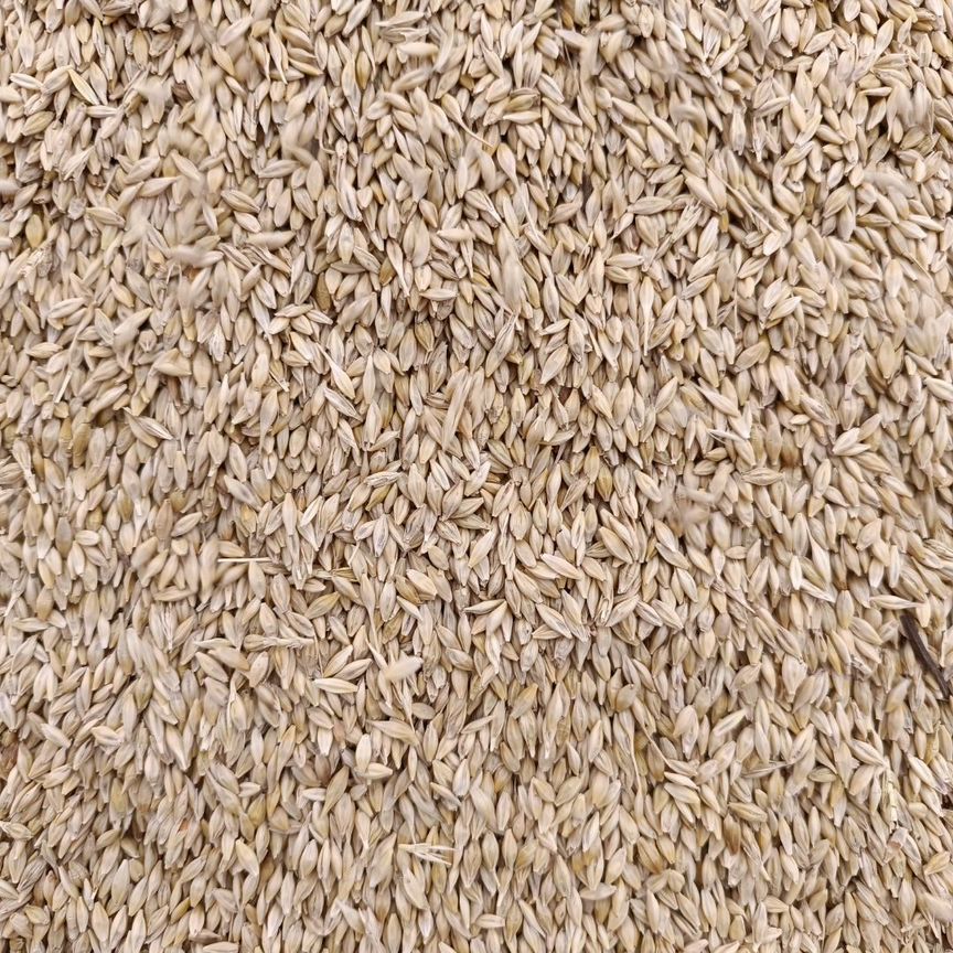 Ячмень кормовой