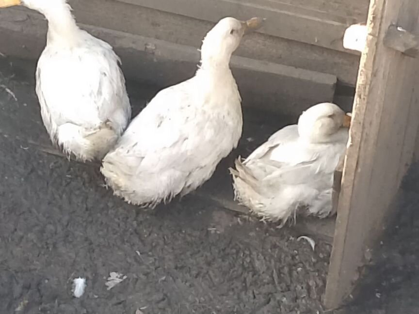 Утки черри велли