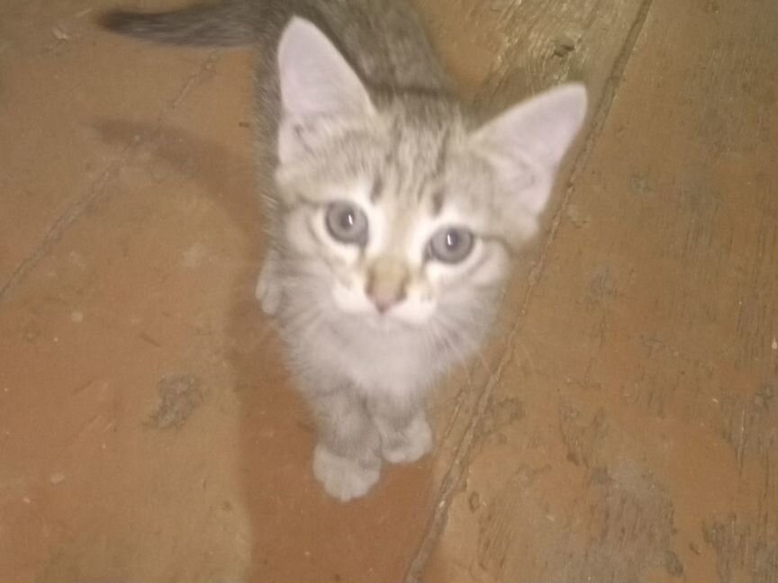 Продам котёнка