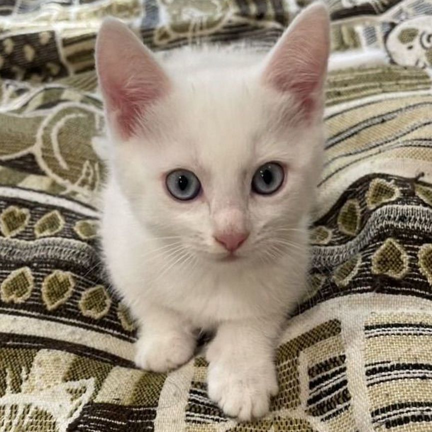 Белый котенок