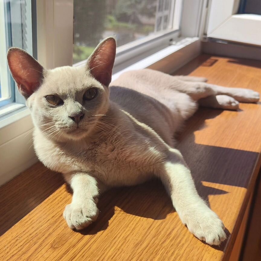 Бурманская лиловая принцесса