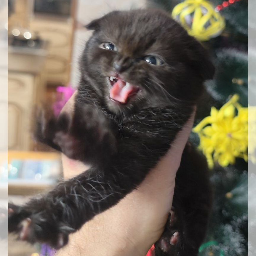 Новогодние кошки и кот