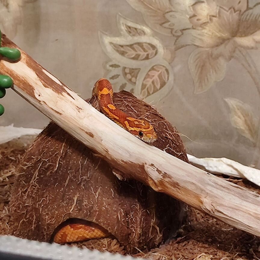 Укрытие для рептилий кокос