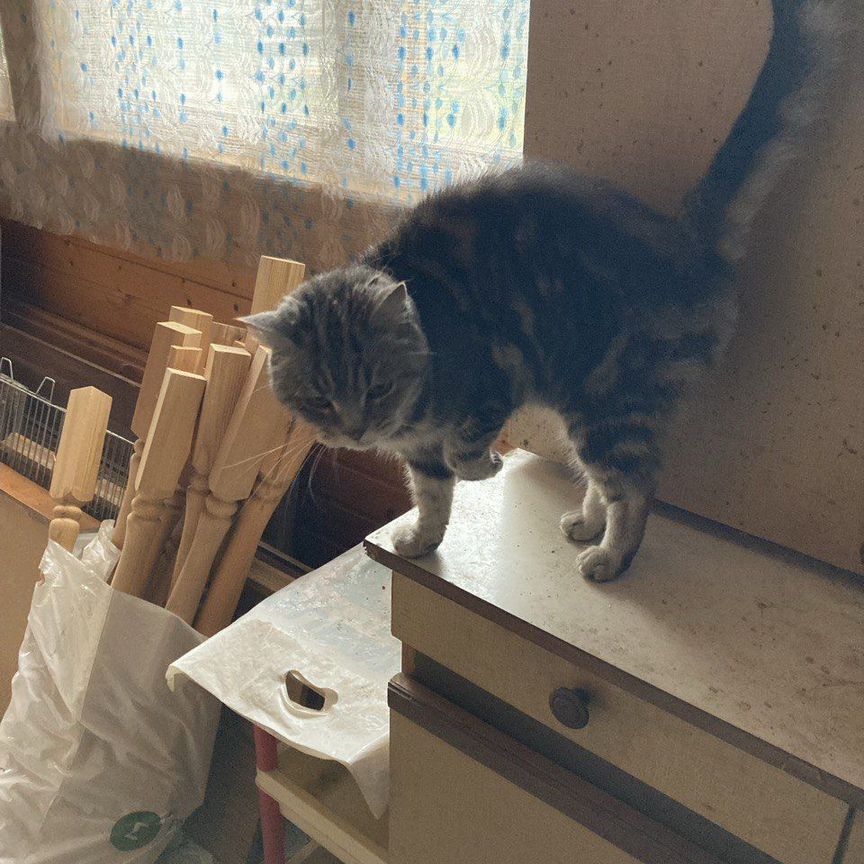 Кошка крысолов