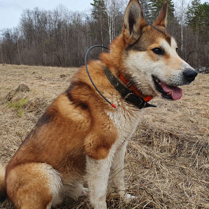 Кобель зсл для вязки