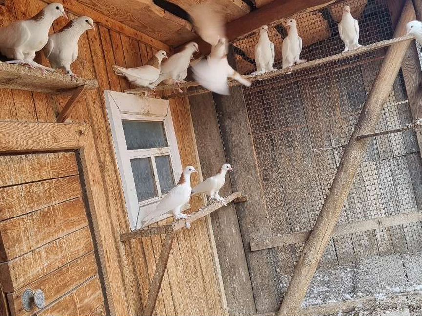 Голуби жёлтые шейки