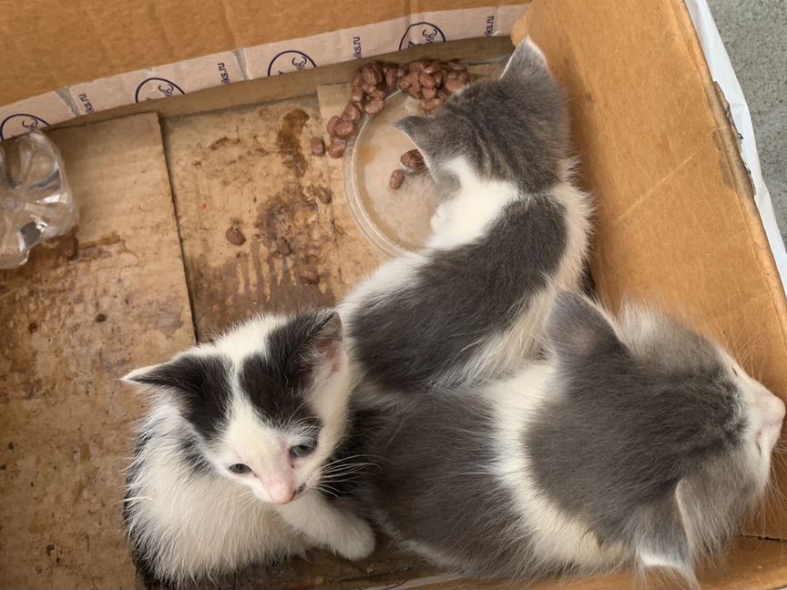 Маленькие котята девочки