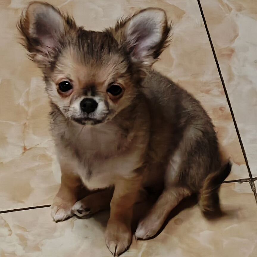 Чихуахуа, щенок