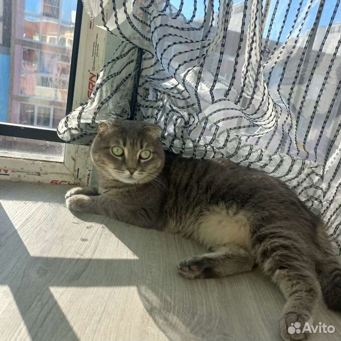 Вислоухого котика отдам в хорошие руки