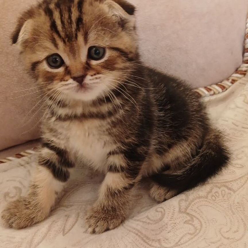 Шотландская