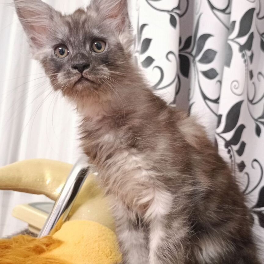 Котята мейн кун