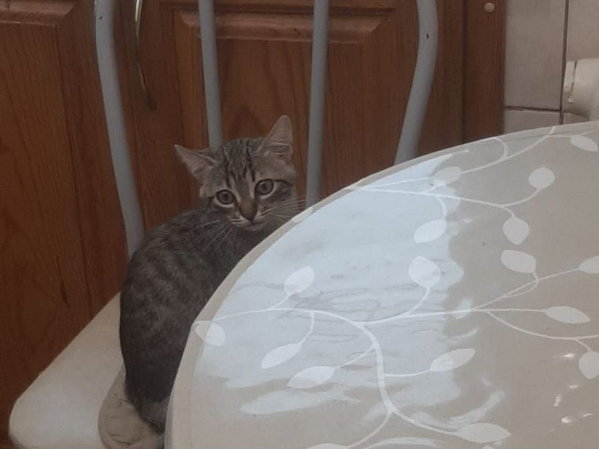 Отдам в хорошие руки котенка