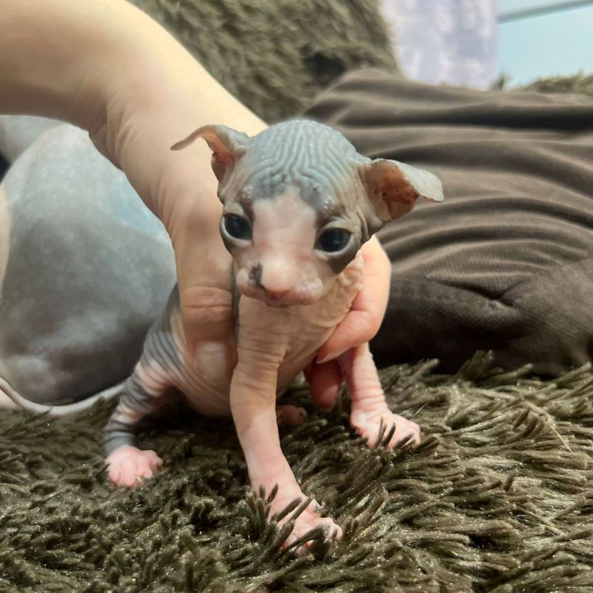 Канадский сфинкс котенок