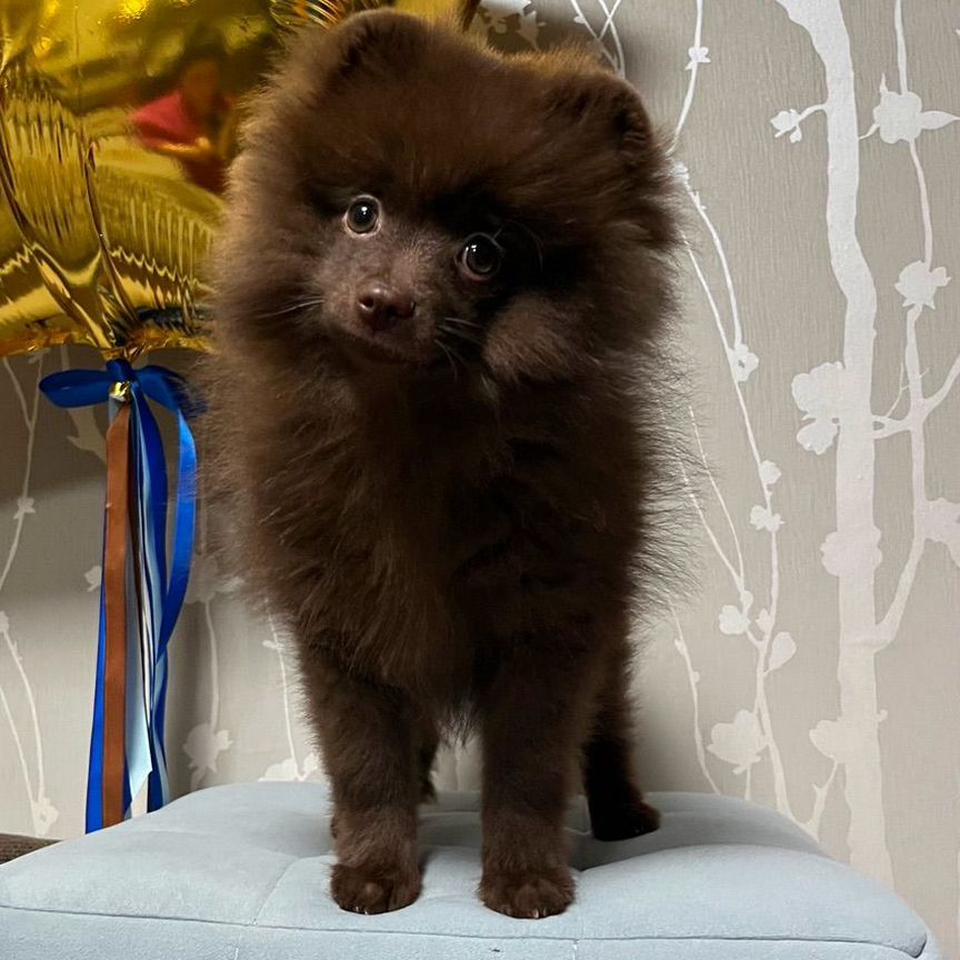 Померанский шпиц, щенок