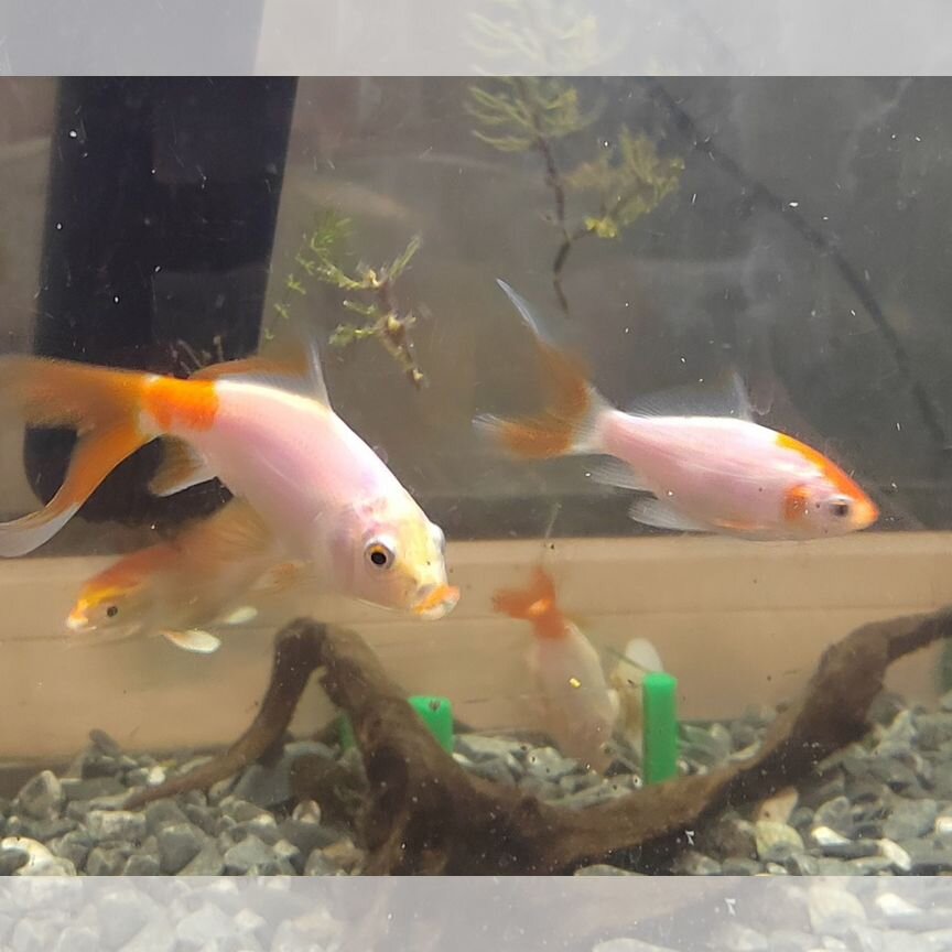 Комета карась золотая рыбка вуалехвост