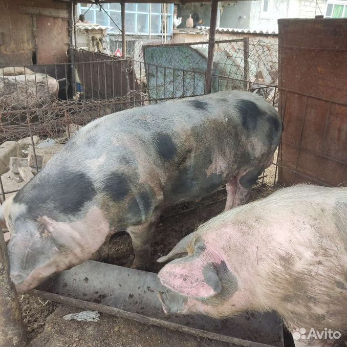 Продам хряка