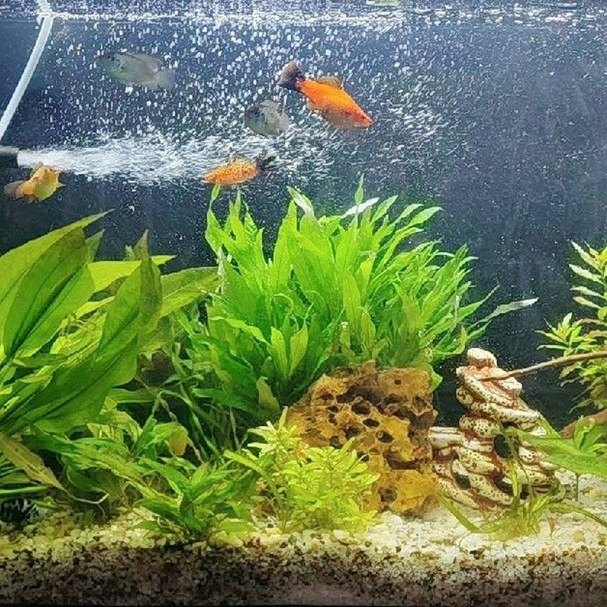 Аквариум 2 месяца 100л