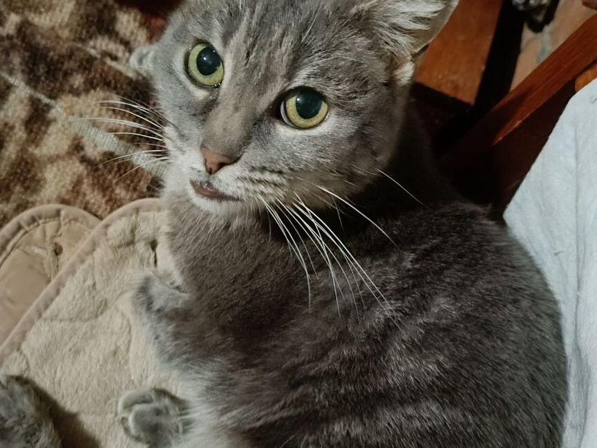 Маленькая кошка бесплатно