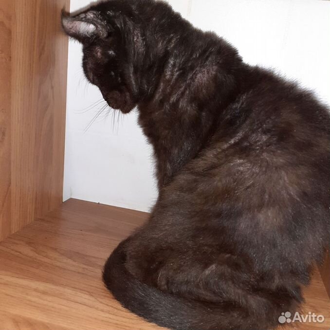 Бурманская кошка в добрые руки