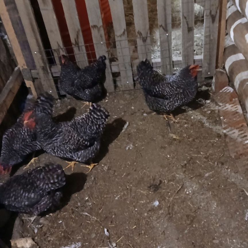 Куры несушки породы плимутрок