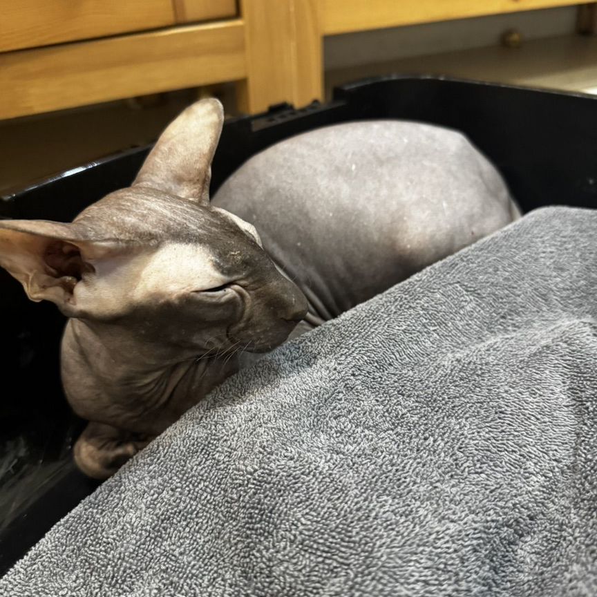 Петерболд котёнок