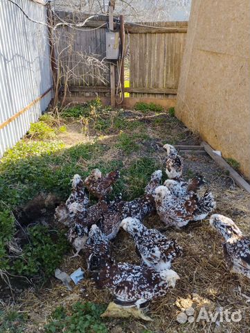 Породистые Куры, Петухи, Цесарки, Индоутки