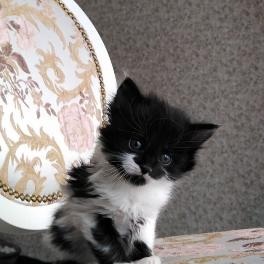 Котенок