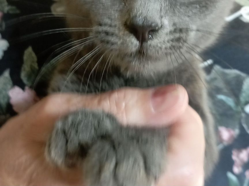 Котенок