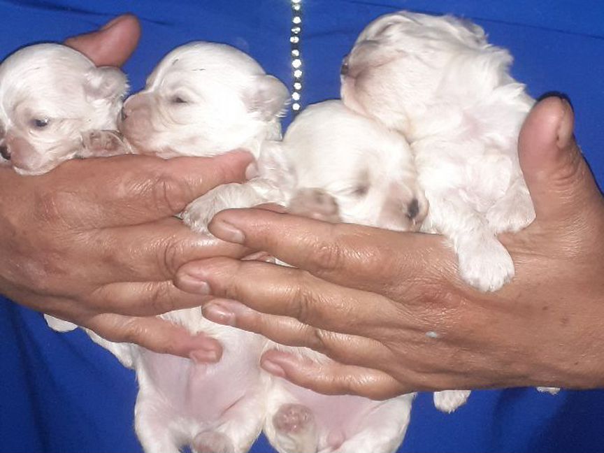 Щенки мальтезики