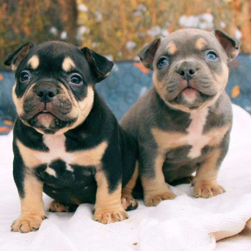 Американский булли, щенок