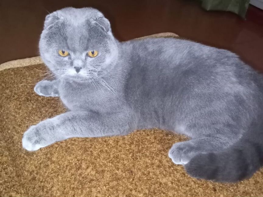 Шотландский вислоухий мальчишка