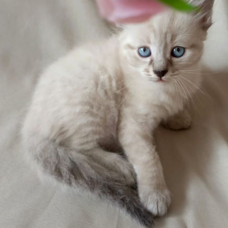Невские маскарадные котята