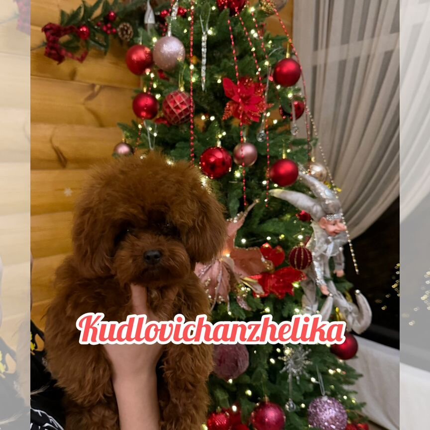 Карликовый пудель, щенок