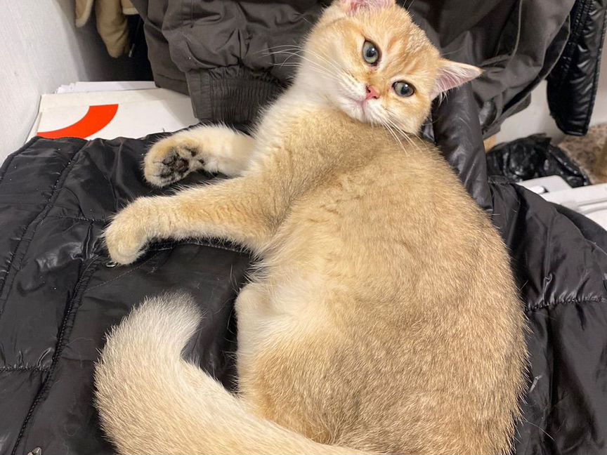 Котята породистые британские