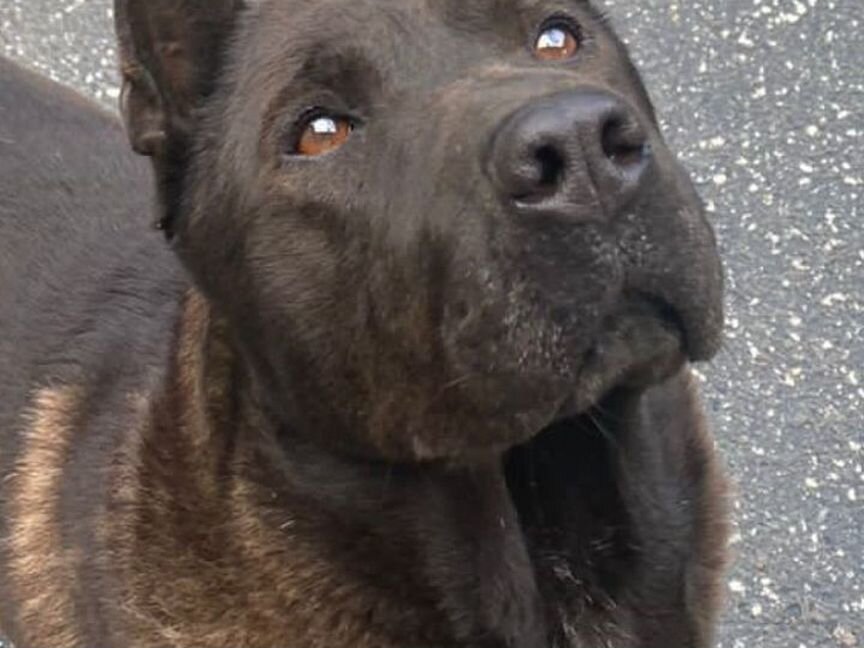 Потеряли пса помесь с питбулем