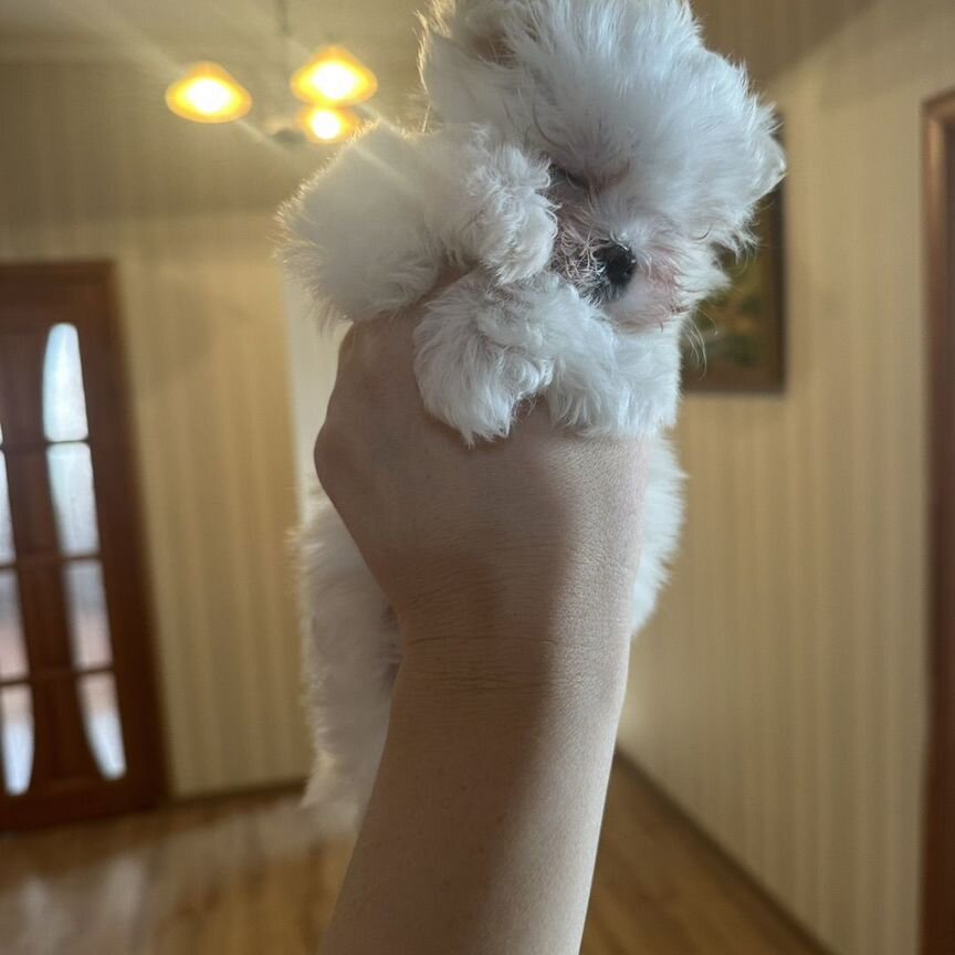 Мальтийская болонка