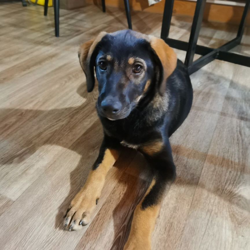 Девочка ищет дом