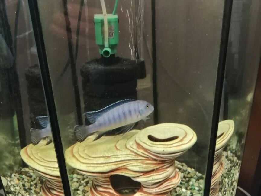 Голубой пиндани - Псевдотрофиус Сокалофа