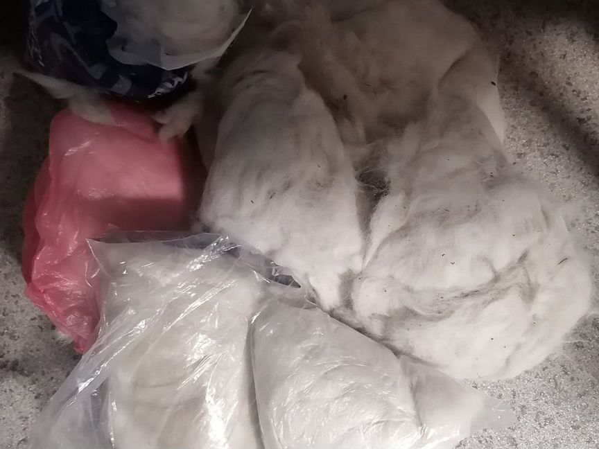 Шесть хаски