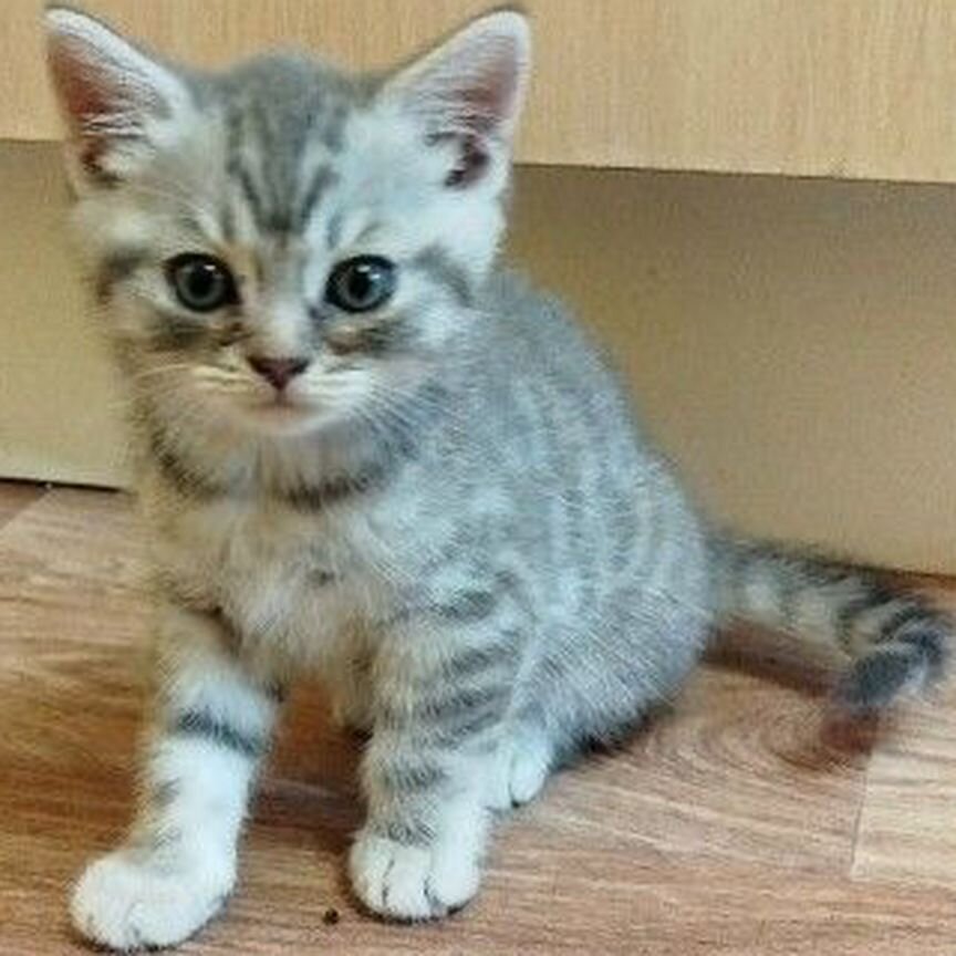 Шотландский прямоухий короткошёрстный котёнок