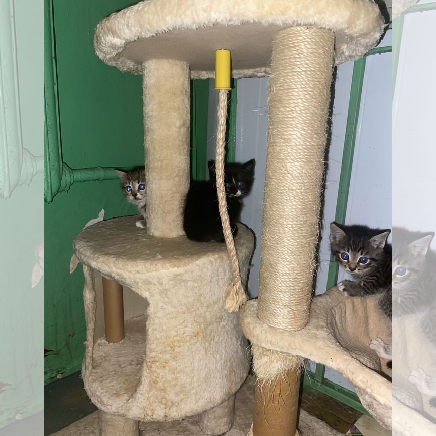 Котёнок в добрые руки