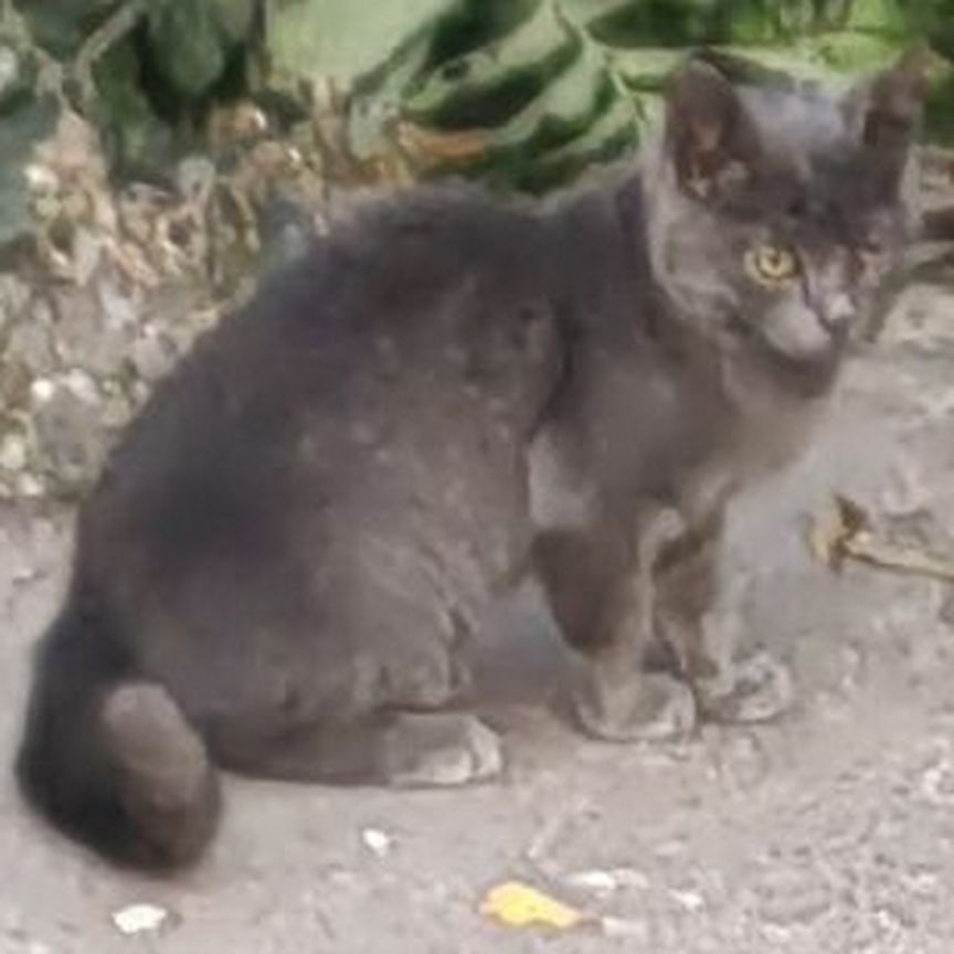 Котенок бесплатно