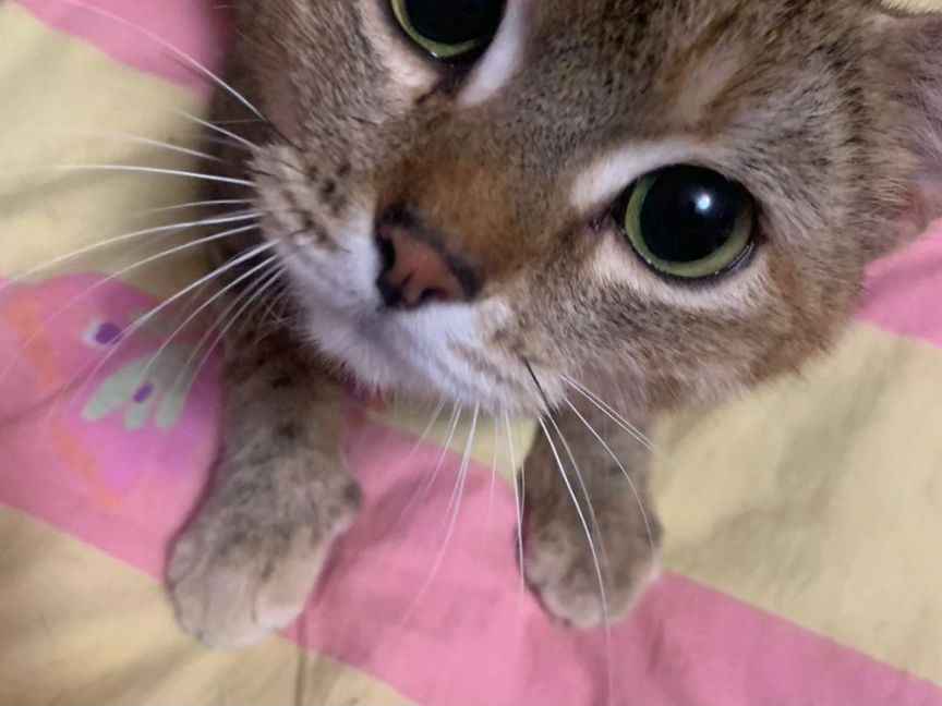 Кошка Зойка