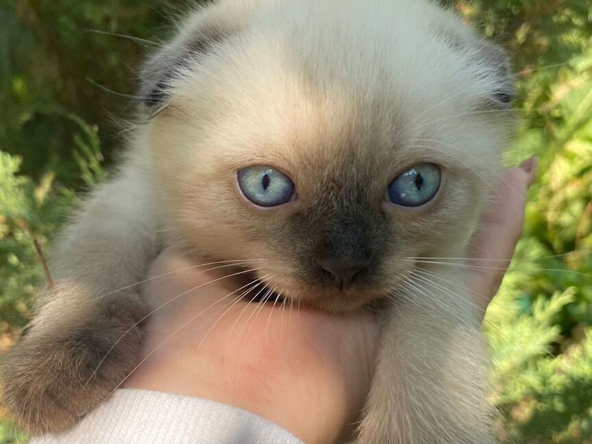 Котёнок