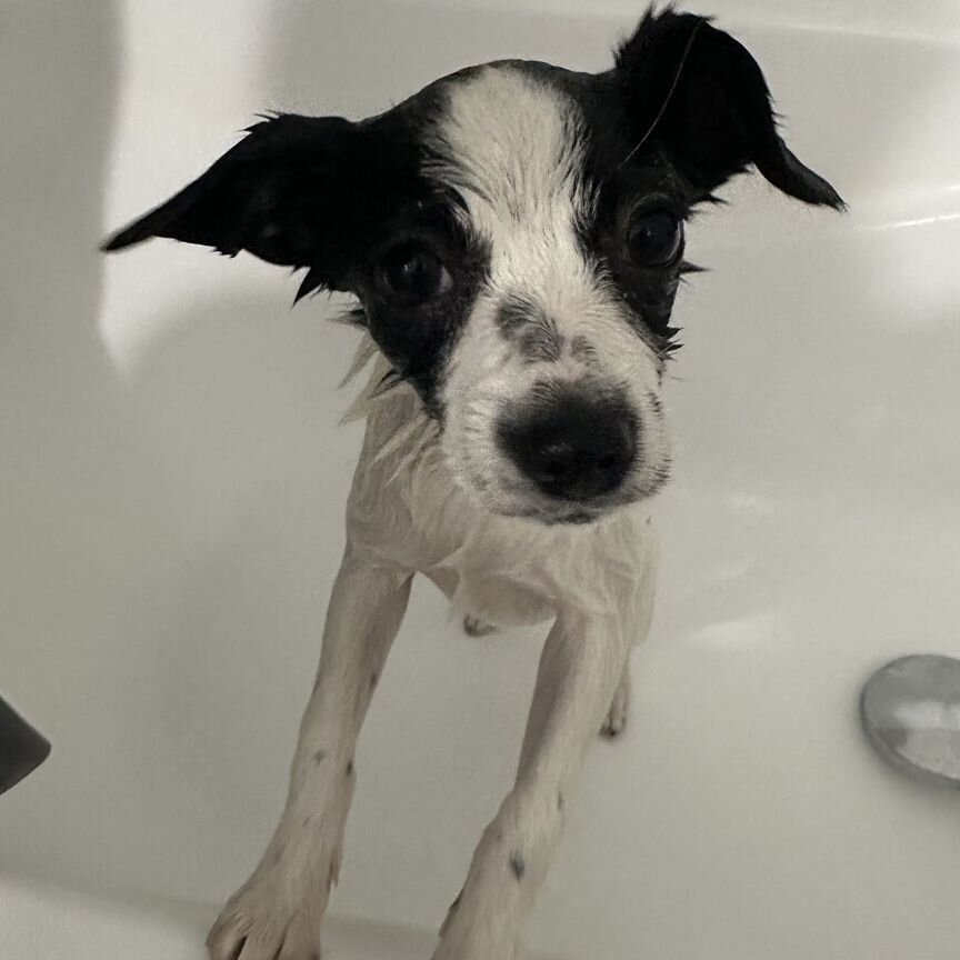 Джек-рассел-терьер, щенок